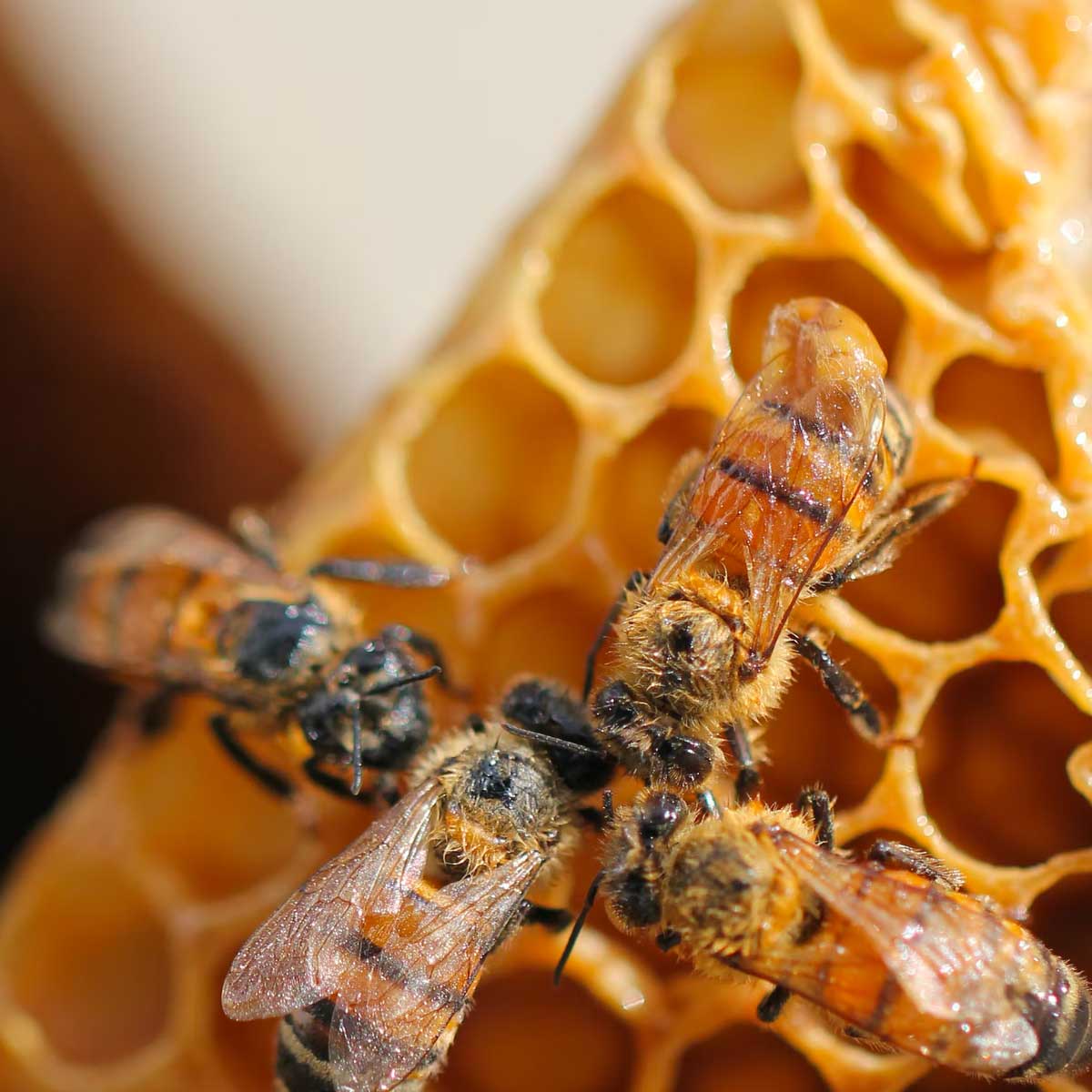 Khasiat Madu Pine Yang Perlu Anda Tahu