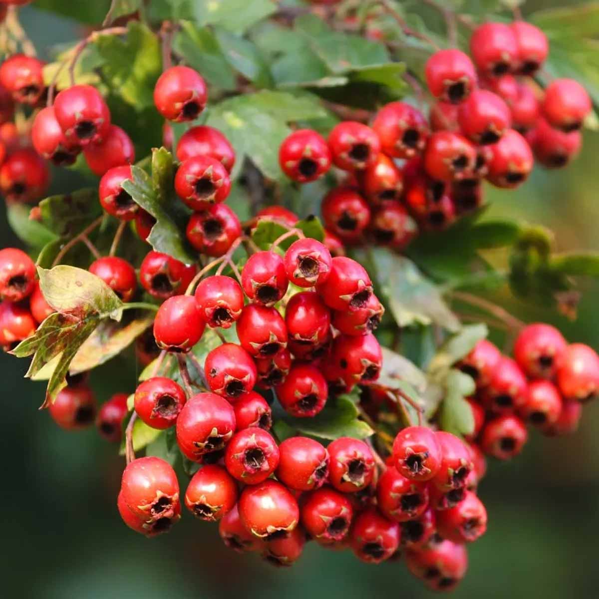 Cuka Hawthorn Mampu Melancarkan Pencernaan